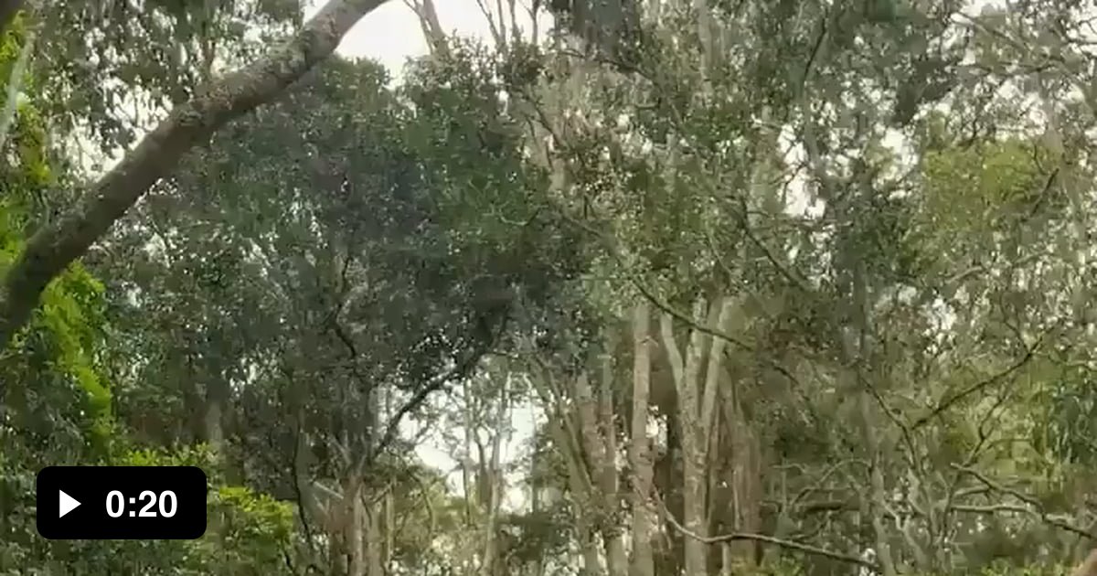 A gibbon swinging over a family while crossing a bridge. - 9GAG