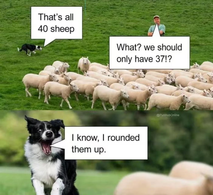 Sheepdog Math: When 37 Becomes 40... Thanks to Rounding! - 9GAG