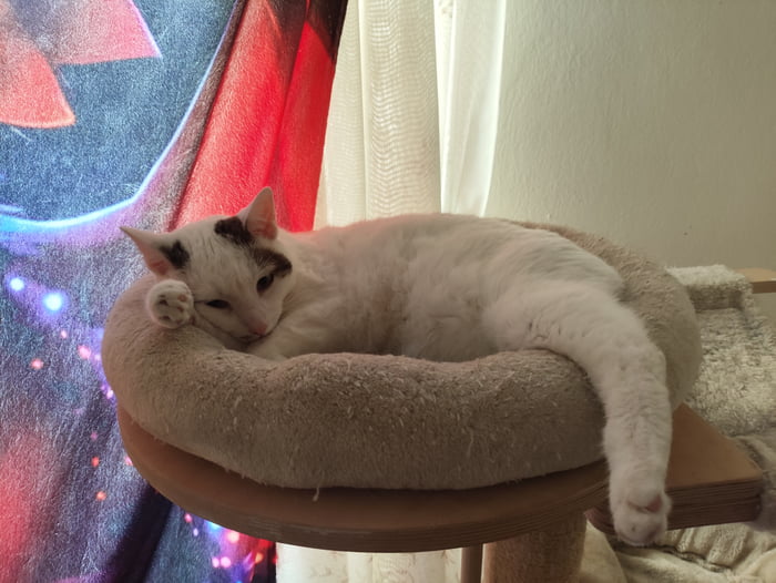 Are we still doing cats? This is Carl - 9GAG