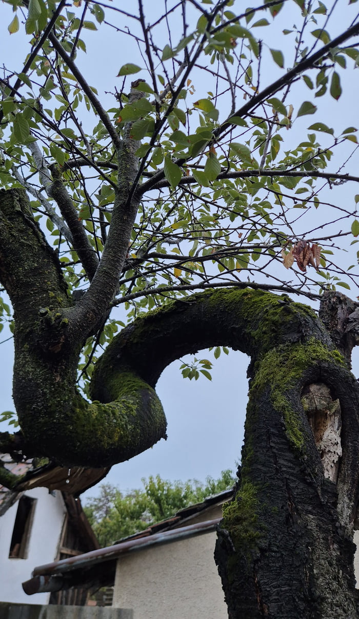 Asking 9gag botanic experts. There is a sour cherry tree in my parents garden. It was there when ...