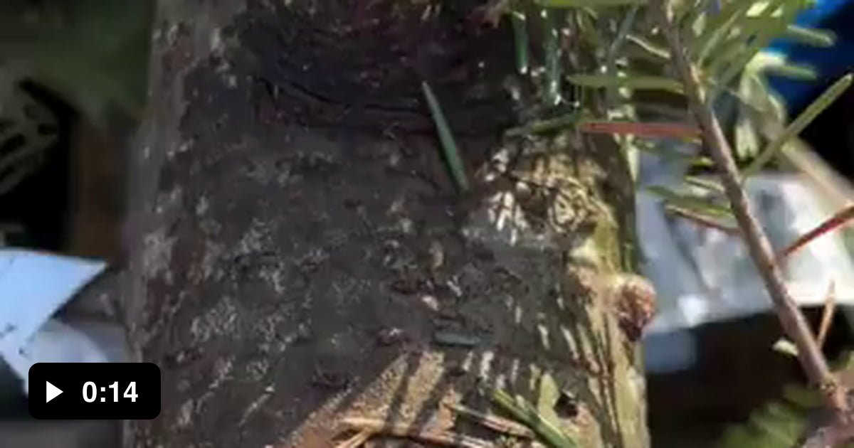 Popping bark blisters of a balsam tree - 9GAG