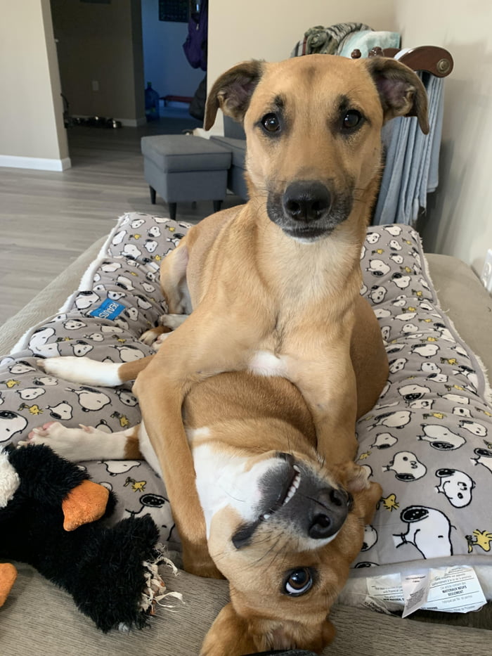 Brothers being bros - 9GAG