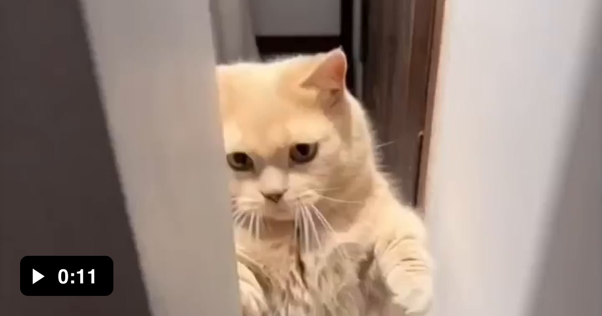 When you're smol but a feisty one - 9GAG