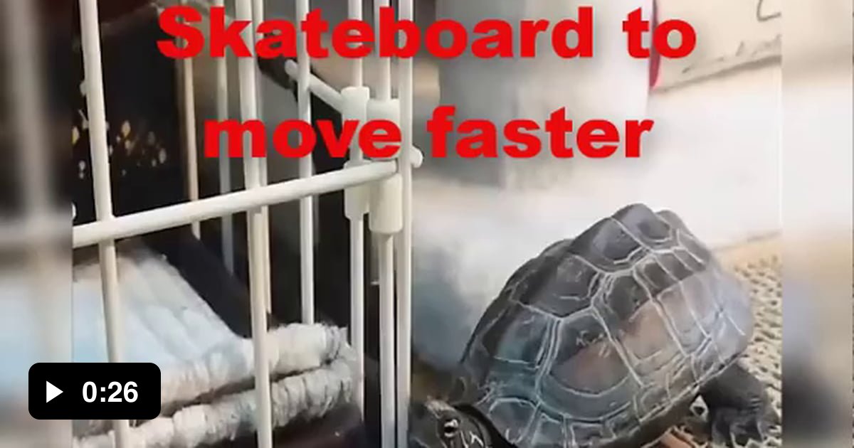 Fast turtle - 9GAG