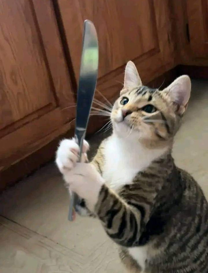 Cat the Ripper, Terror of Butter Brings - 9GAG