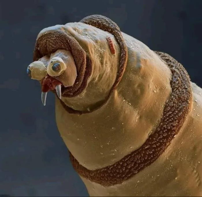 Microscopic image of maggot - 9GAG