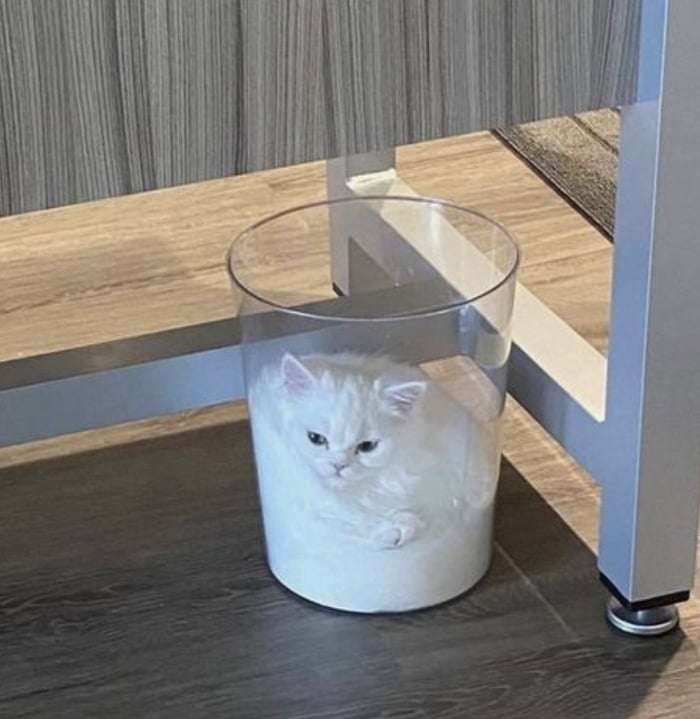 Liquid kitten defying physics - 9GAG