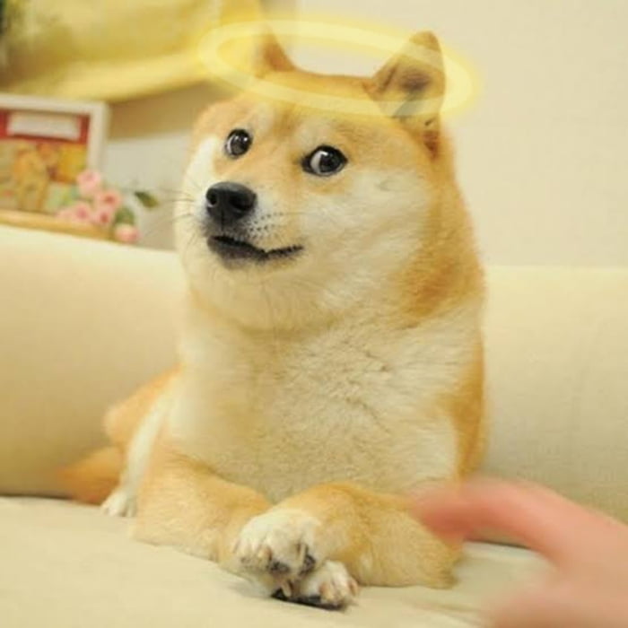 In Loving Memory of Doge (2005 - 2024) - 9GAG