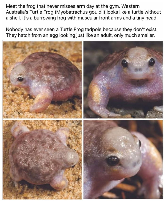 I like turtle frogs - 9GAG