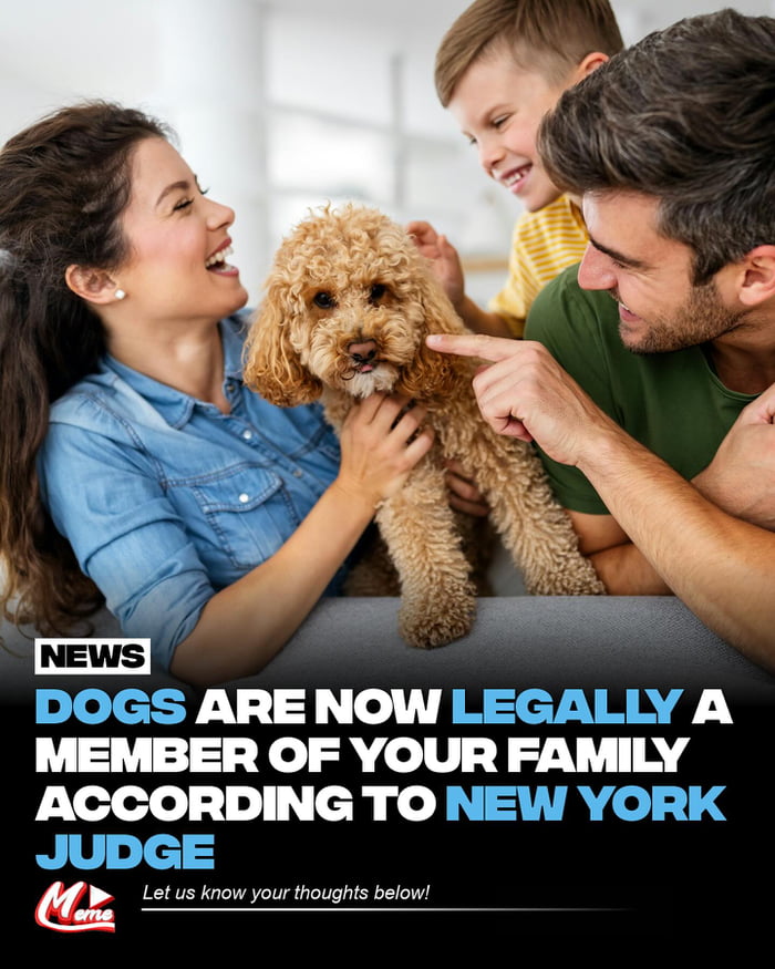 Finally, the law catches up to how we feel about our dogs. - 9GAG
