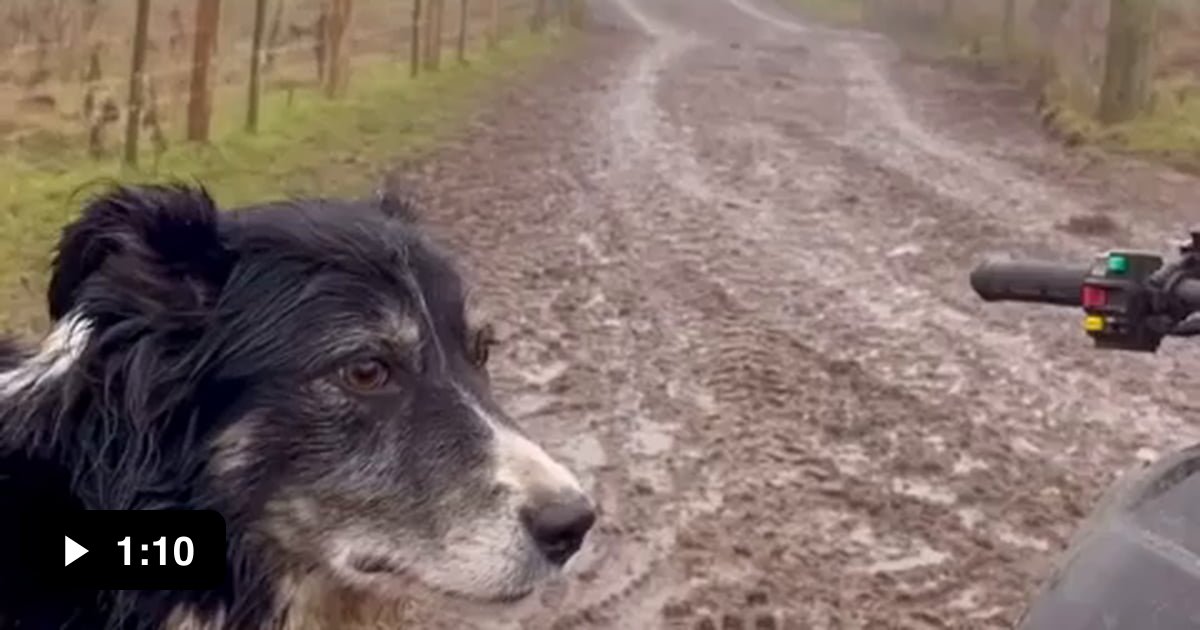 Good girl Kate, herding sheep - 9GAG