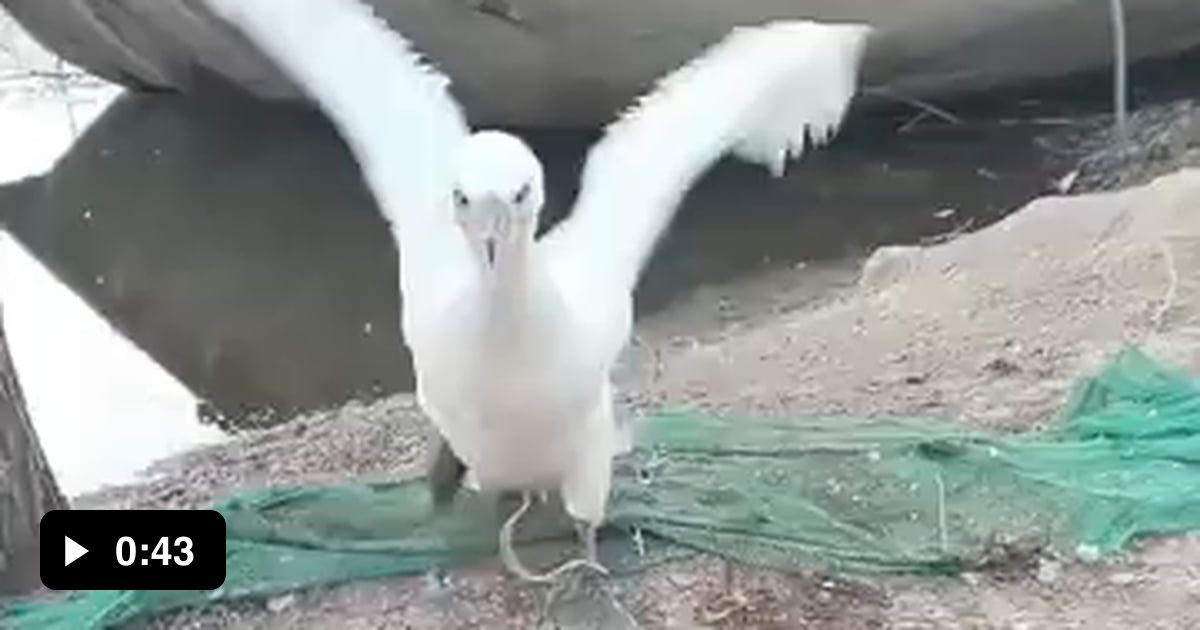 How big is this bird's stomach because this is insane ngl. - 9GAG