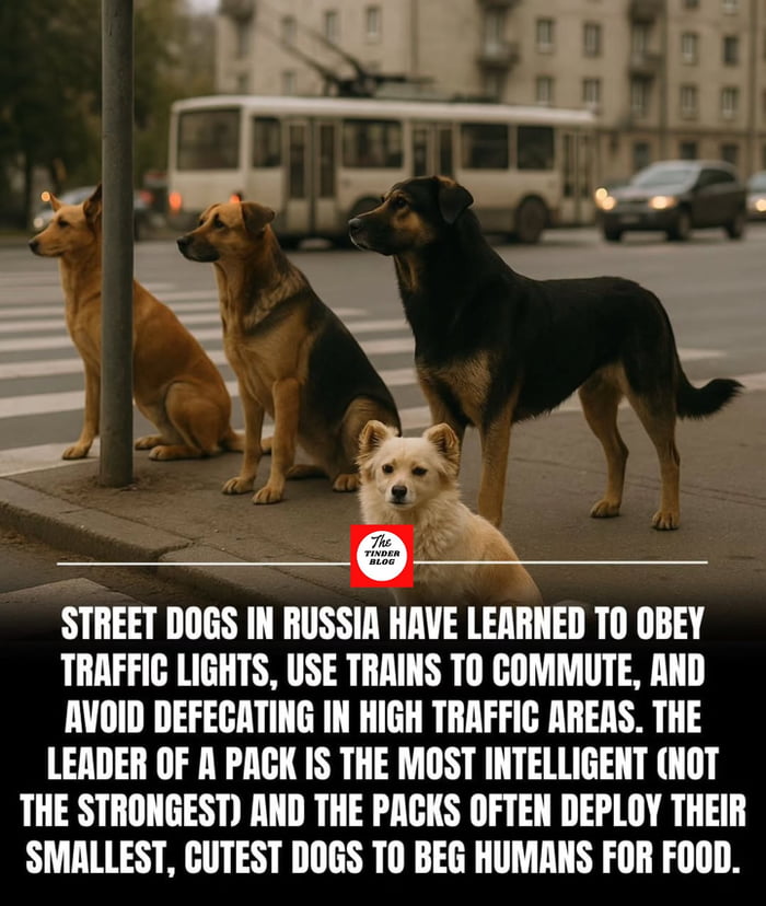 Moscow's street dogs are evolving into sophisticated urban dwellers ...
