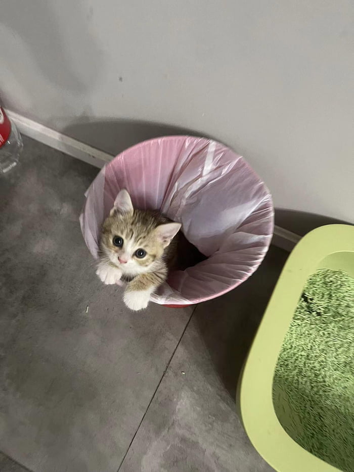 Wrong litter box kitty :( - 9GAG