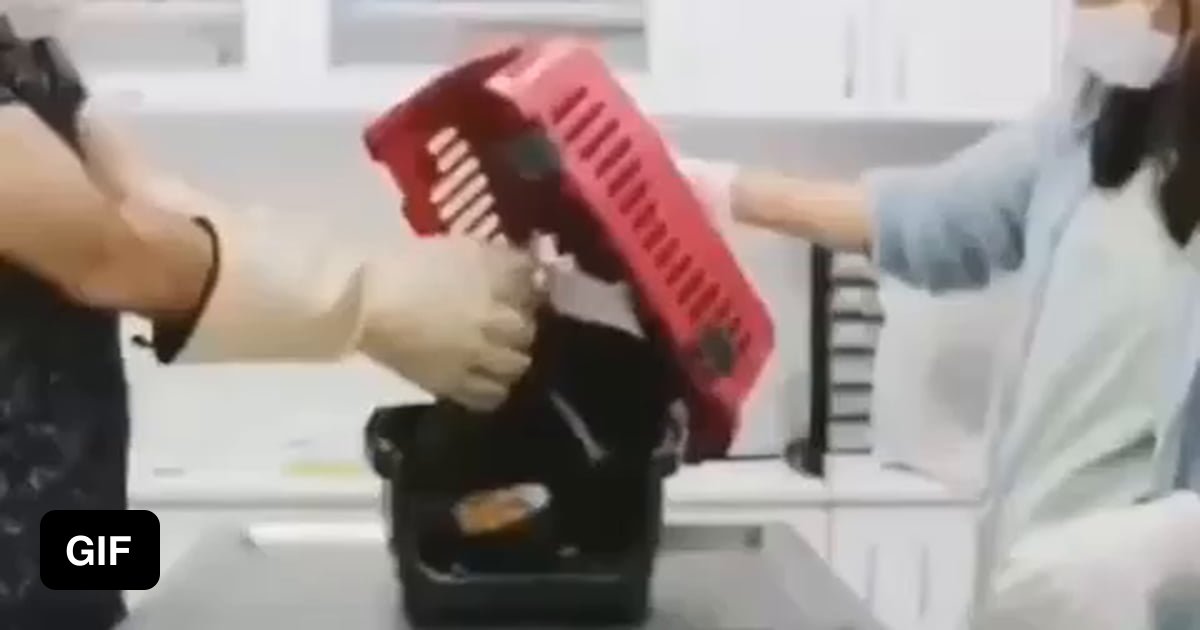 Fight for the eggs - 9GAG