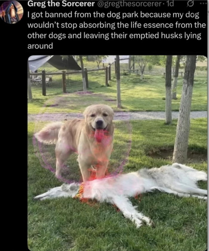 Just absorbing some life essence at the dog park, totally normal. - 9GAG