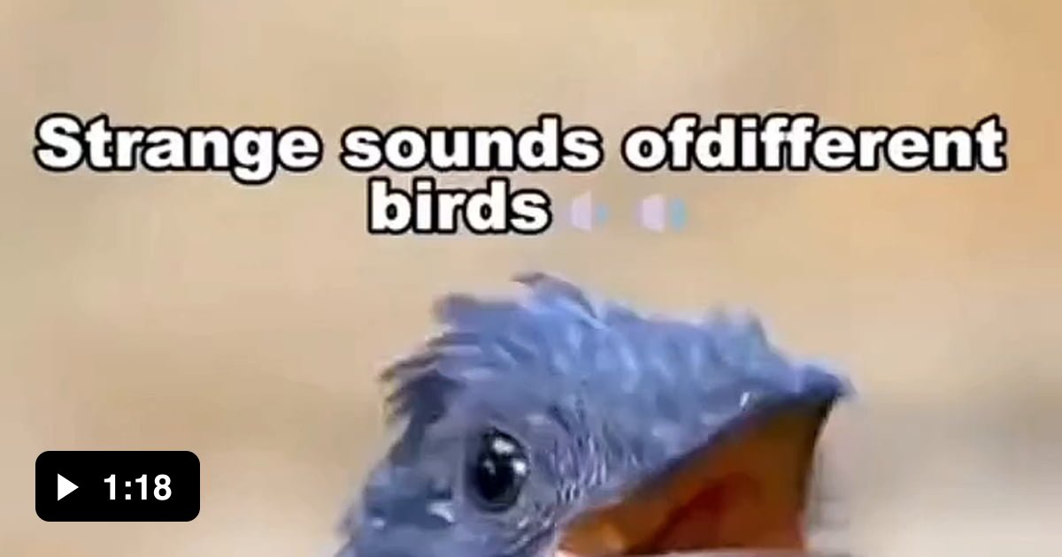 Strange Bird Sounds - 9GAG