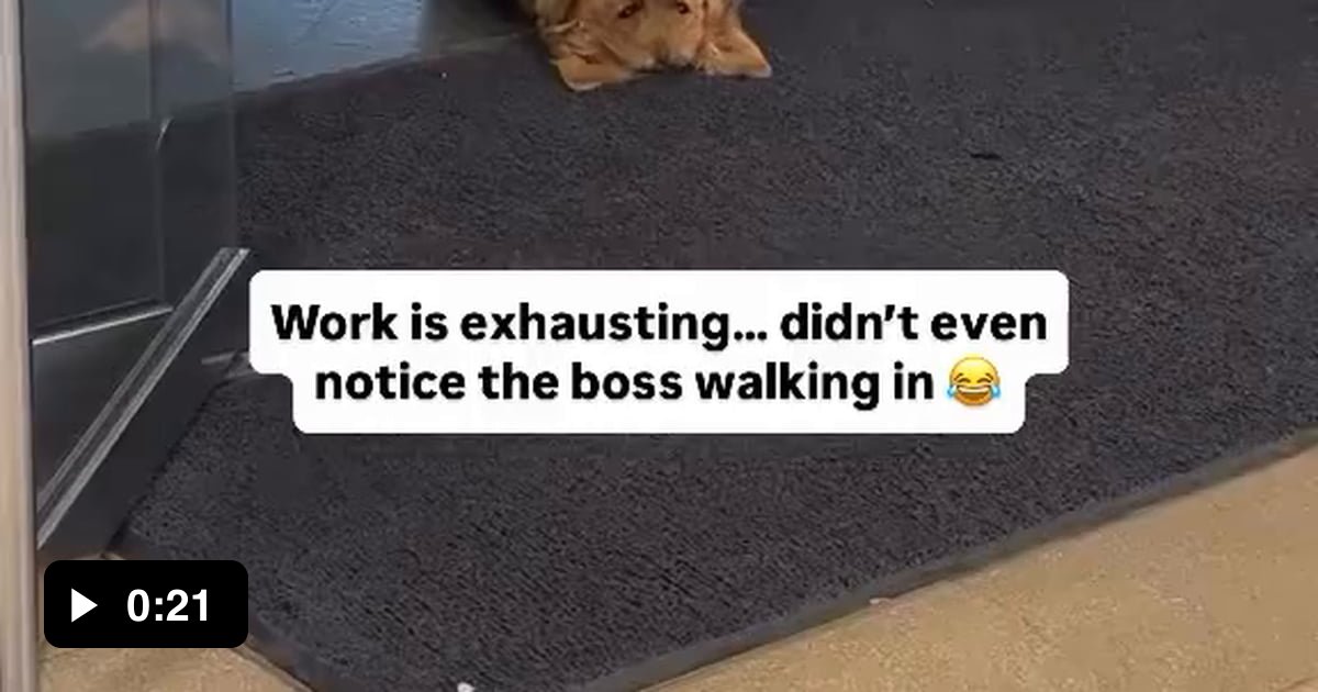 Oh, hello lady.....oh, shoot boss is here i better look professional - 9GAG