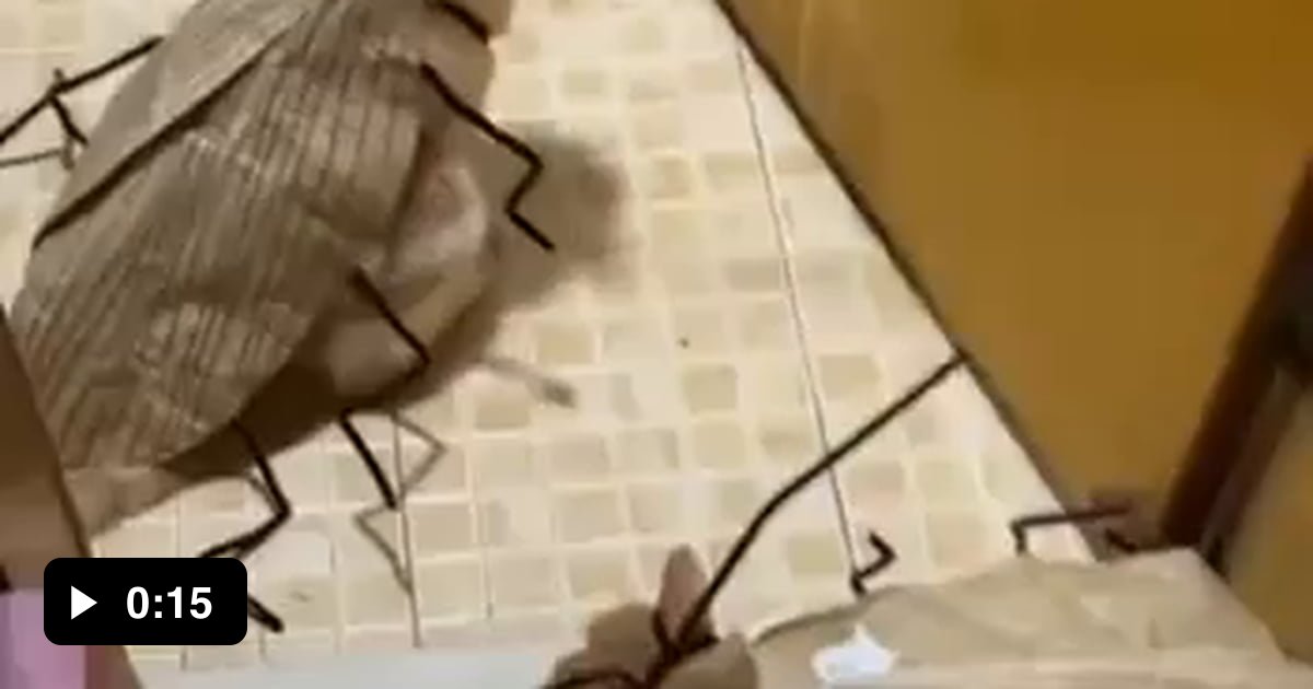 Cat infestation - 9GAG