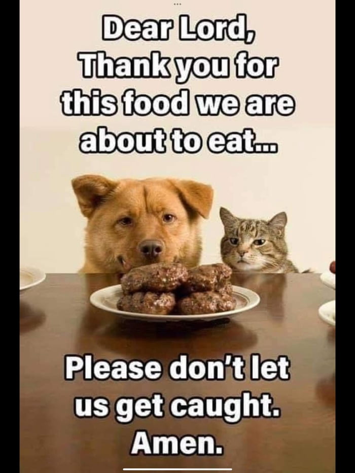 Dinner time grace, pet style. - 9GAG