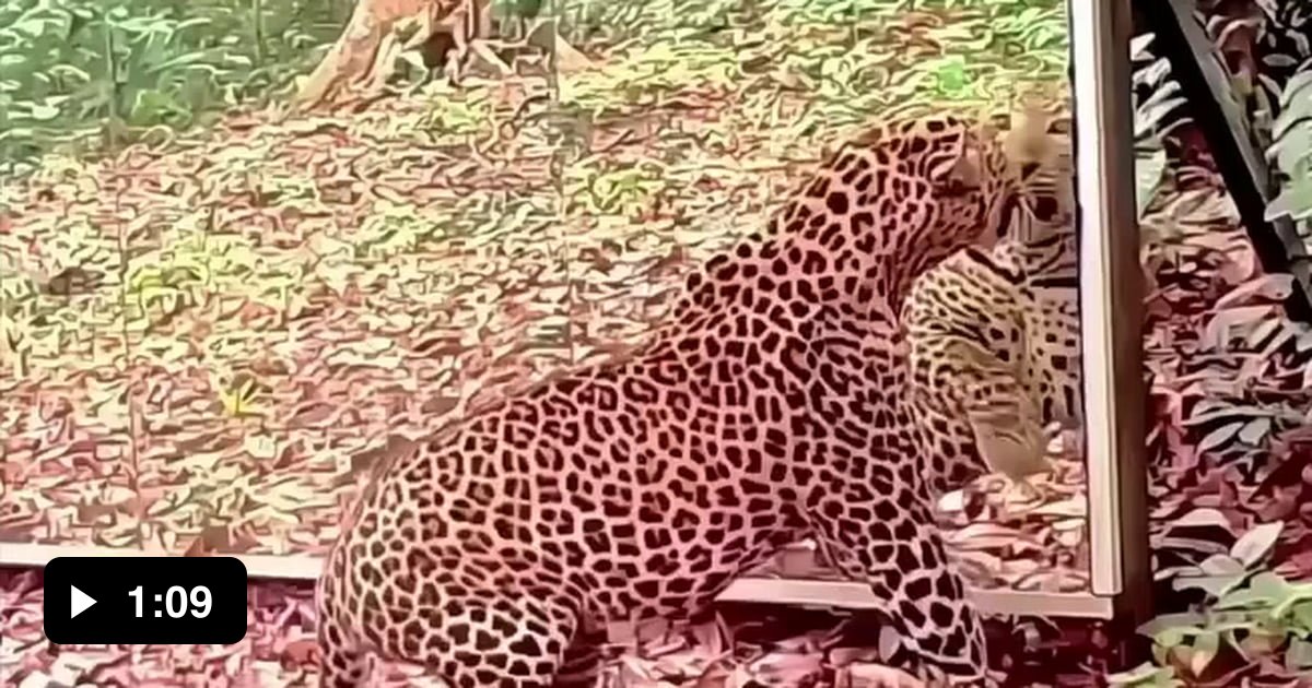 Animals react to seeing themselves - 9GAG