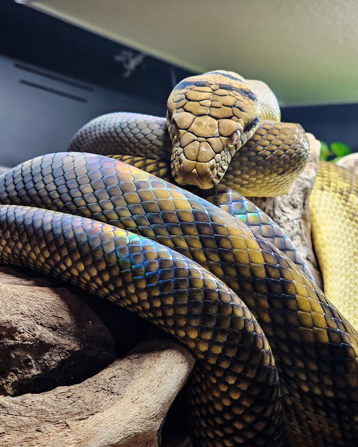 Amethystine python, also known as the Scrub Python. Four year old male looking stunning. - 9GAG