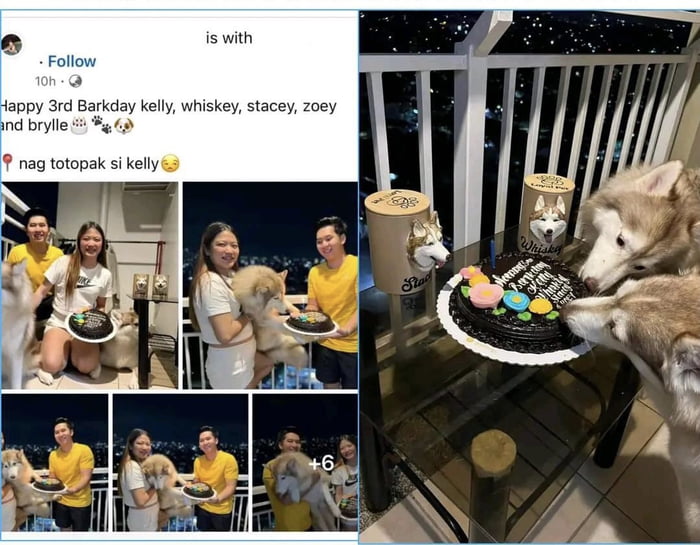 Five huskies dead after owners fed them chocolate cake on their 3rd birthdays altogether. - 9GAG