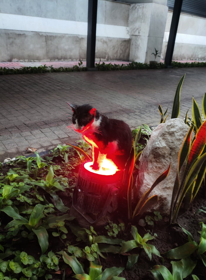 I'm getting a side quest from this cat. Wish me luck - 9GAG