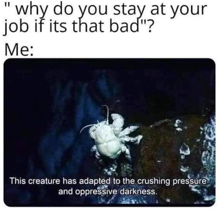 This creature deserves a holiday - 9GAG