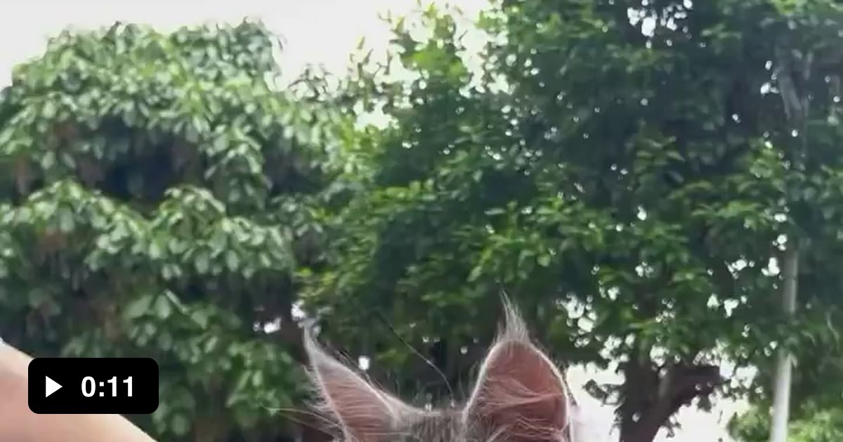 Does anyone know how to install cat software? - 9GAG