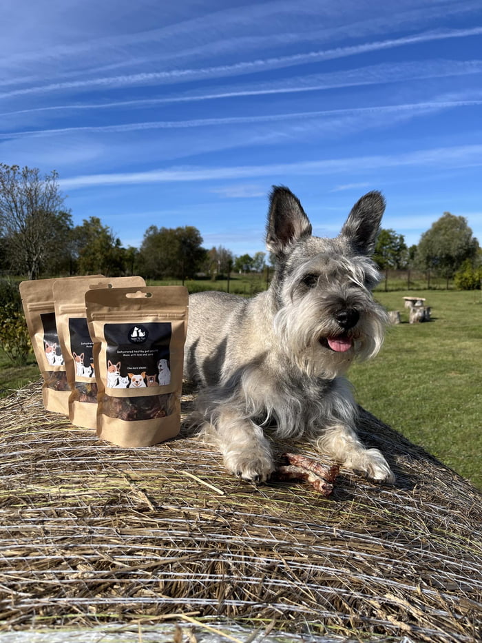 I started a natural dog treat buisness with my pup Milo, hes the ...