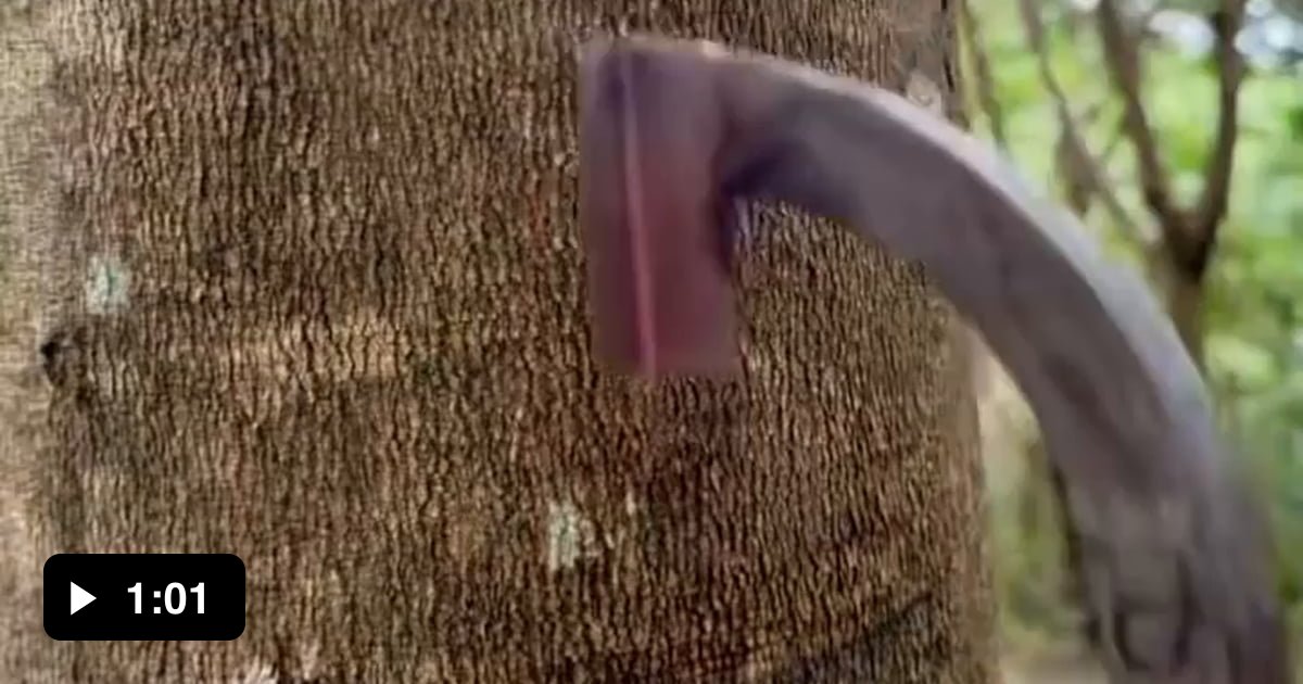 Nature’s Harvest: Capturing the Flow of Rubber Sap - 9GAG