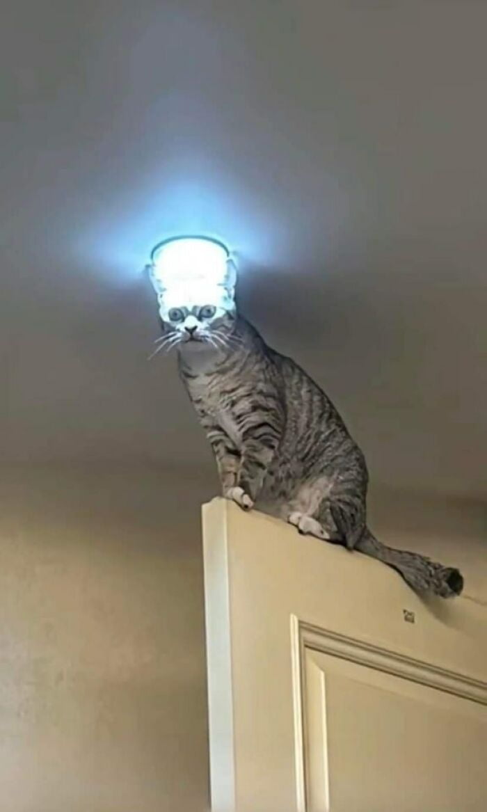 The light cat, guardian of lightbulbs - 9GAG