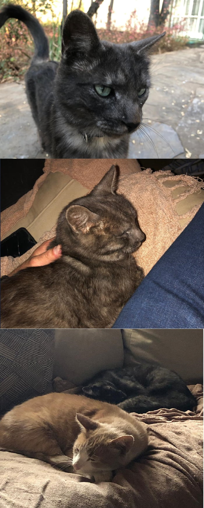 Cat Distribution System sent me another one. Gypsie. She's been ...