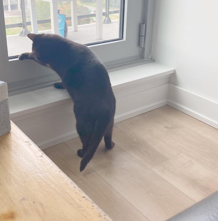 Window cleaner arrived late at work this morning… again - 9GAG