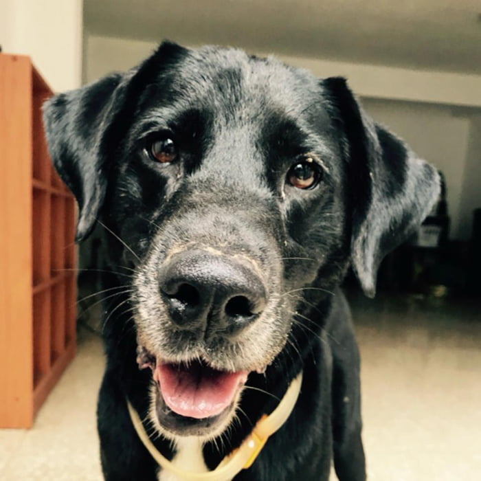 This is Inti. He was the bestest boi. Passed away Thursday from a bad ...