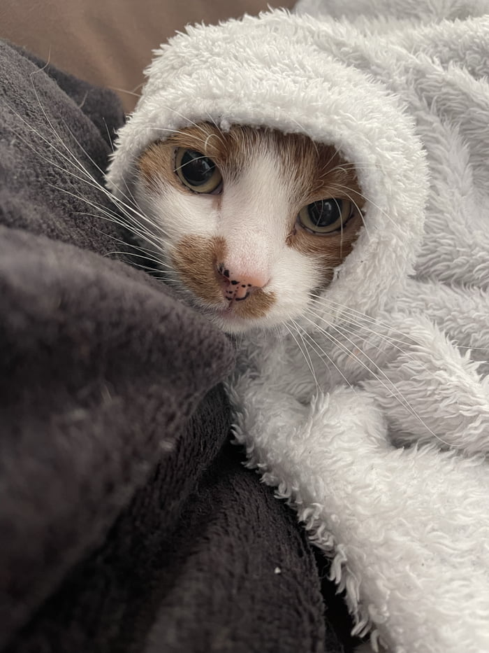 Give me pictures where put something on top of/or over your cat’s head ...