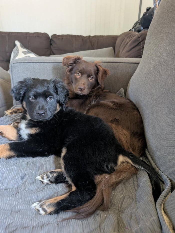 Minerva, brown 9 months, and her sister Freyja @ 8 weeks - same parents ...