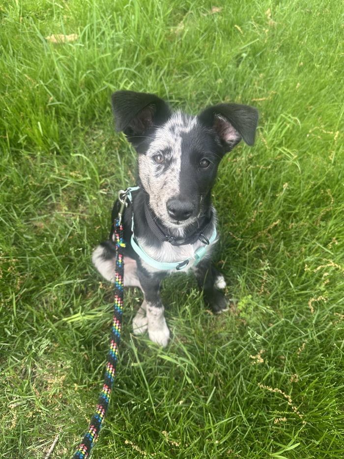 First foster puppy, Georgie - 9GAG