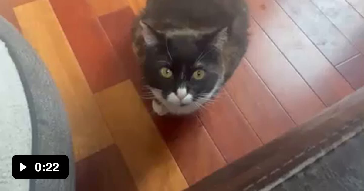 Girl... You got crazy in them eyes! - 9GAG