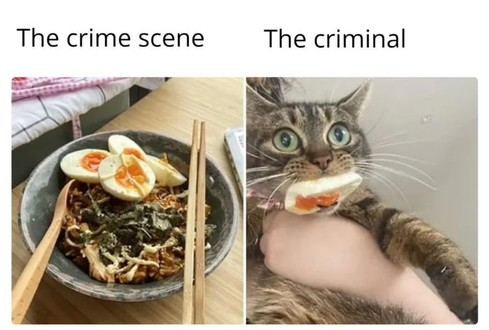 Caught red-pawed with the evidence - 9GAG