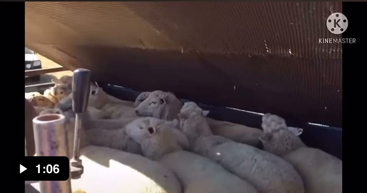 These shepherds dip their sheep in water filled with insecticide to clean them from harmful ...