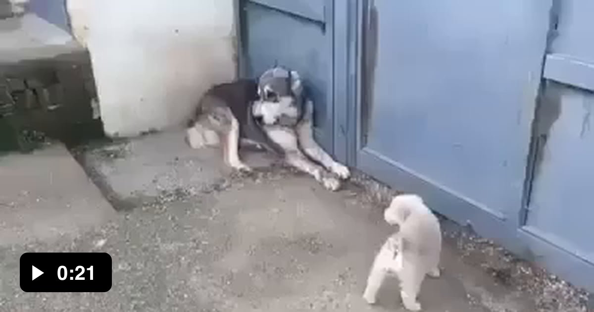 Poor dog dad..? - 9GAG