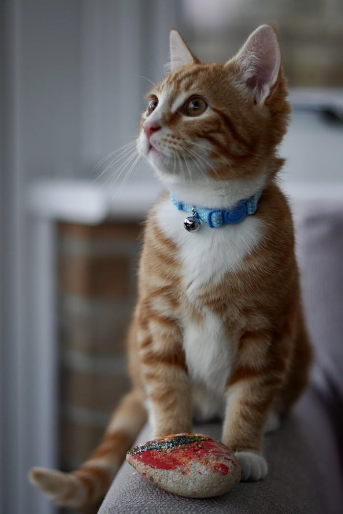 My ginger boy standing proud 🦁 - 9GAG