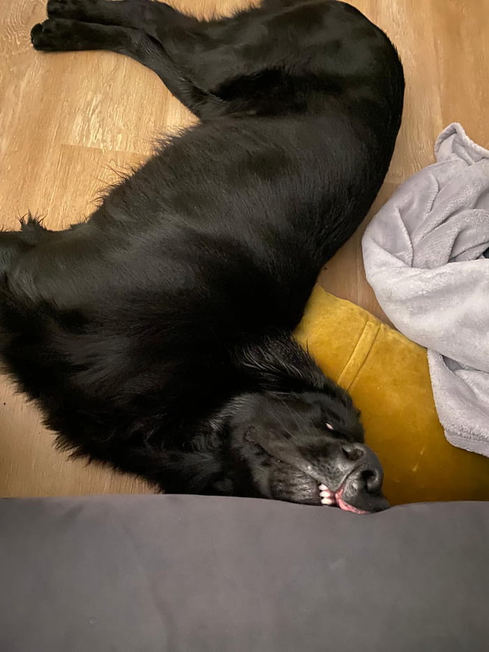 Best boy hits Ultra instinct - 9GAG