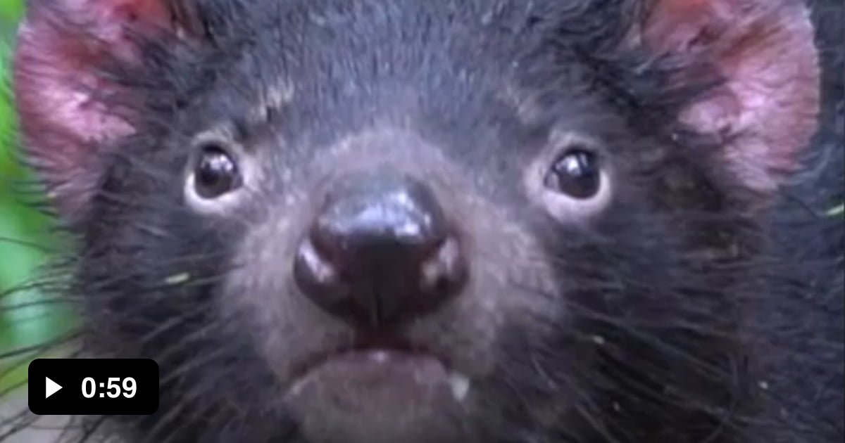 Tasmanian Devil | Ferocious little devil - 9GAG