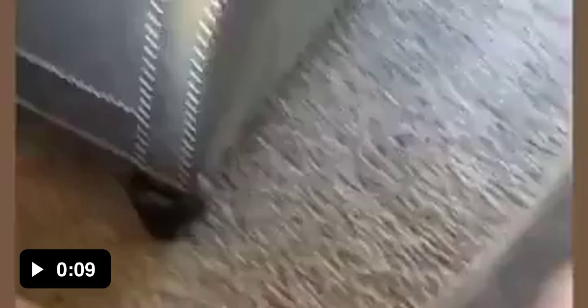 Naughty Puppy - 9GAG