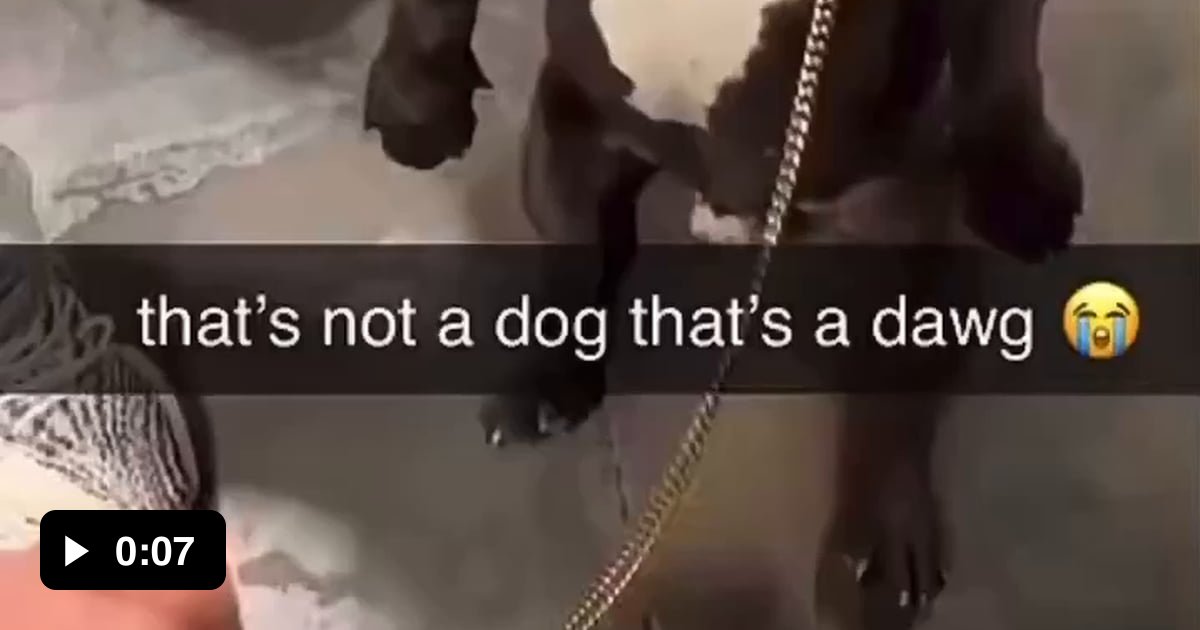 That's a dawg - 9GAG