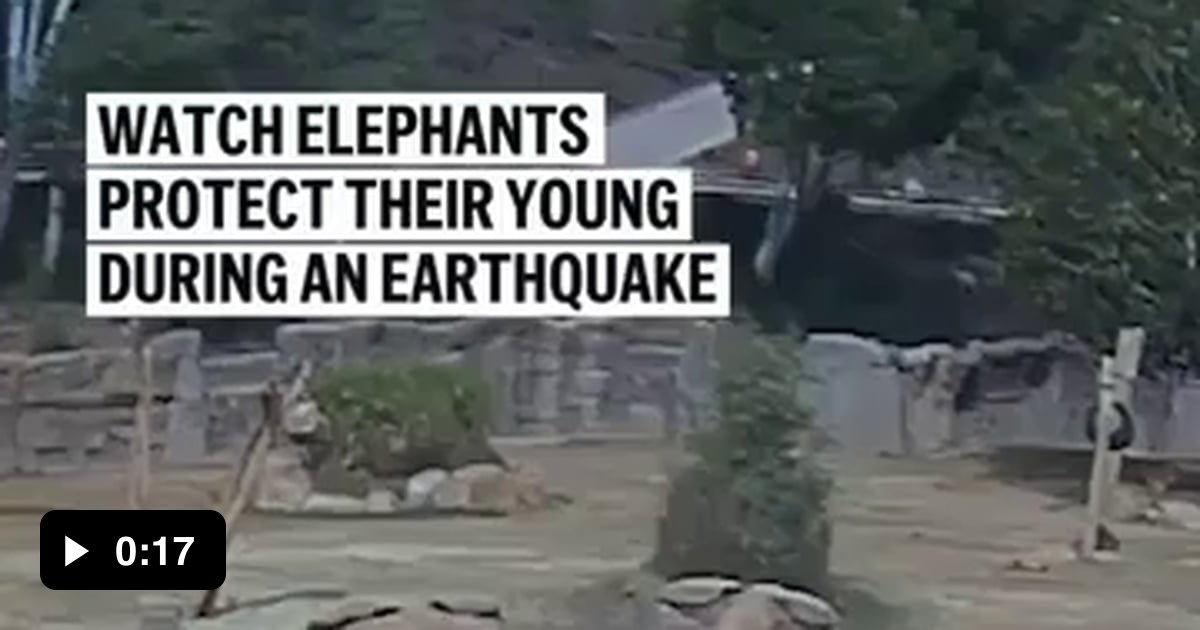 During a 5.2 magnitude earthquake, the elephants at the San Diego Zoo ...
