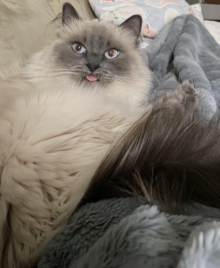 Tiny Luna blep - 9GAG